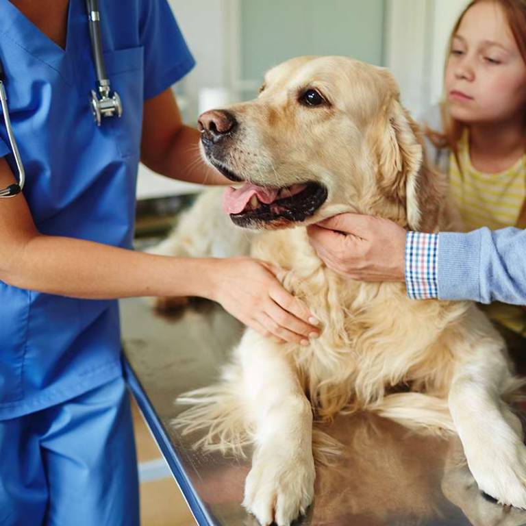 Practice Management | Elite Veterinary Solutions